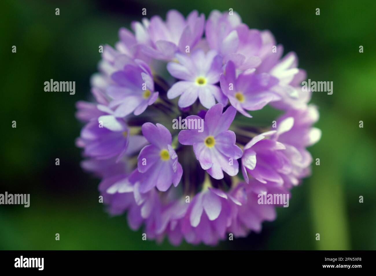 Pretty garden insects hi-res stock photography and images - Alamy