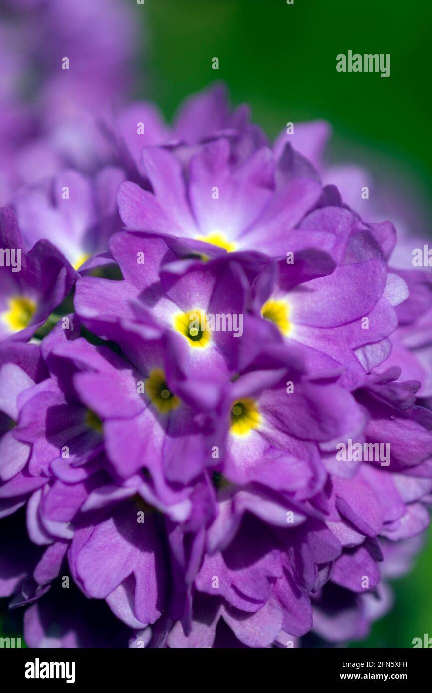 Purple primula pom pom flower heads Stock Photo - Alamy