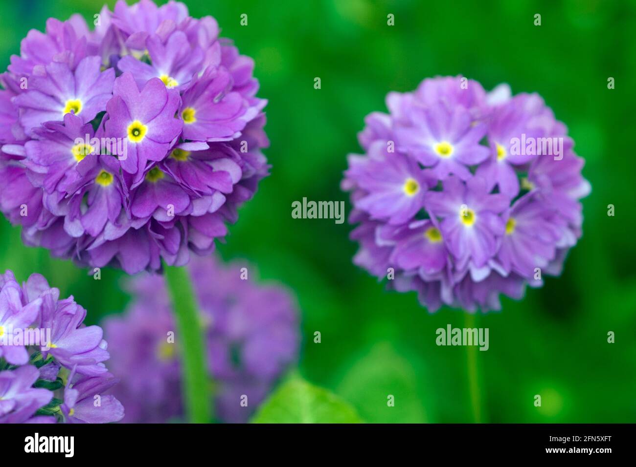 Purple primula pom pom flower heads Stock Photo - Alamy