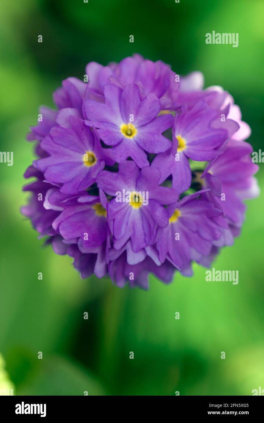 Purple primula pom pom flower heads Stock Photo - Alamy
