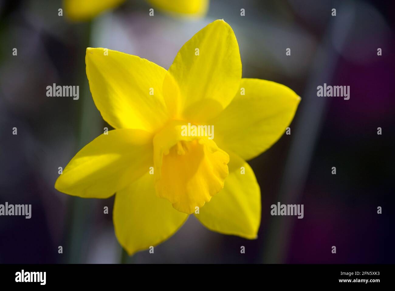 Yellow Daffodils in spring sunshine Stock Photo - Alamy