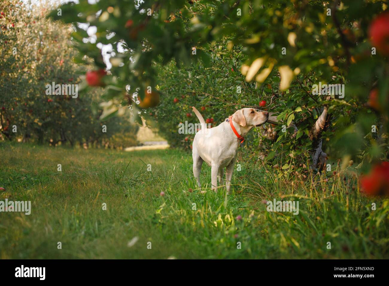 A dog walks through an orchard in golden light sniffing at apples Stock ...
