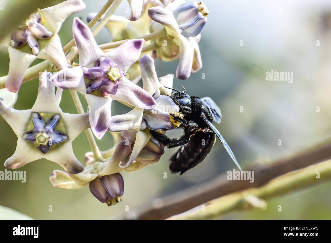 Honeybee species hi-res stock photography and images - Alamy