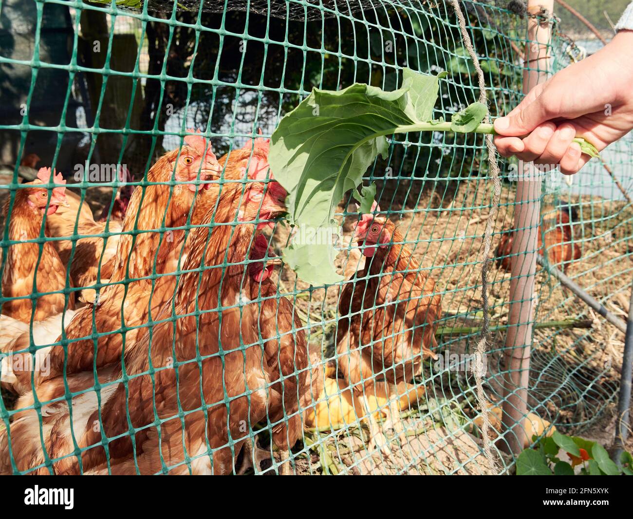 Children Feeding Chickens High Resolution Stock Photography and Images ...