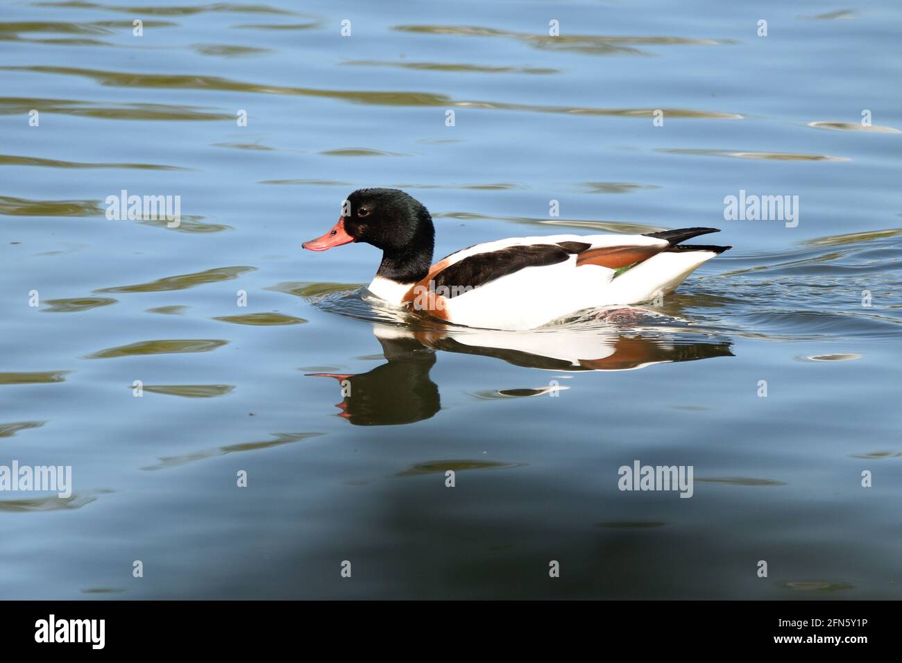Common Shelduck (female) swimming near the edge of a lake. Essex ...