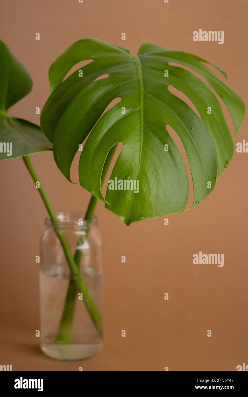 Monstera green leaves or Monstera Deliciosa on brown background ...
