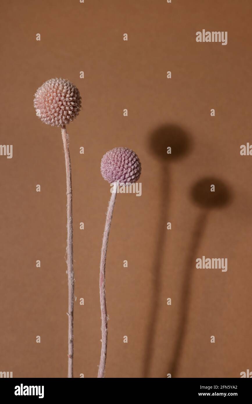 Dry pink flower Craspedia with dark shadow on a light brown background ...