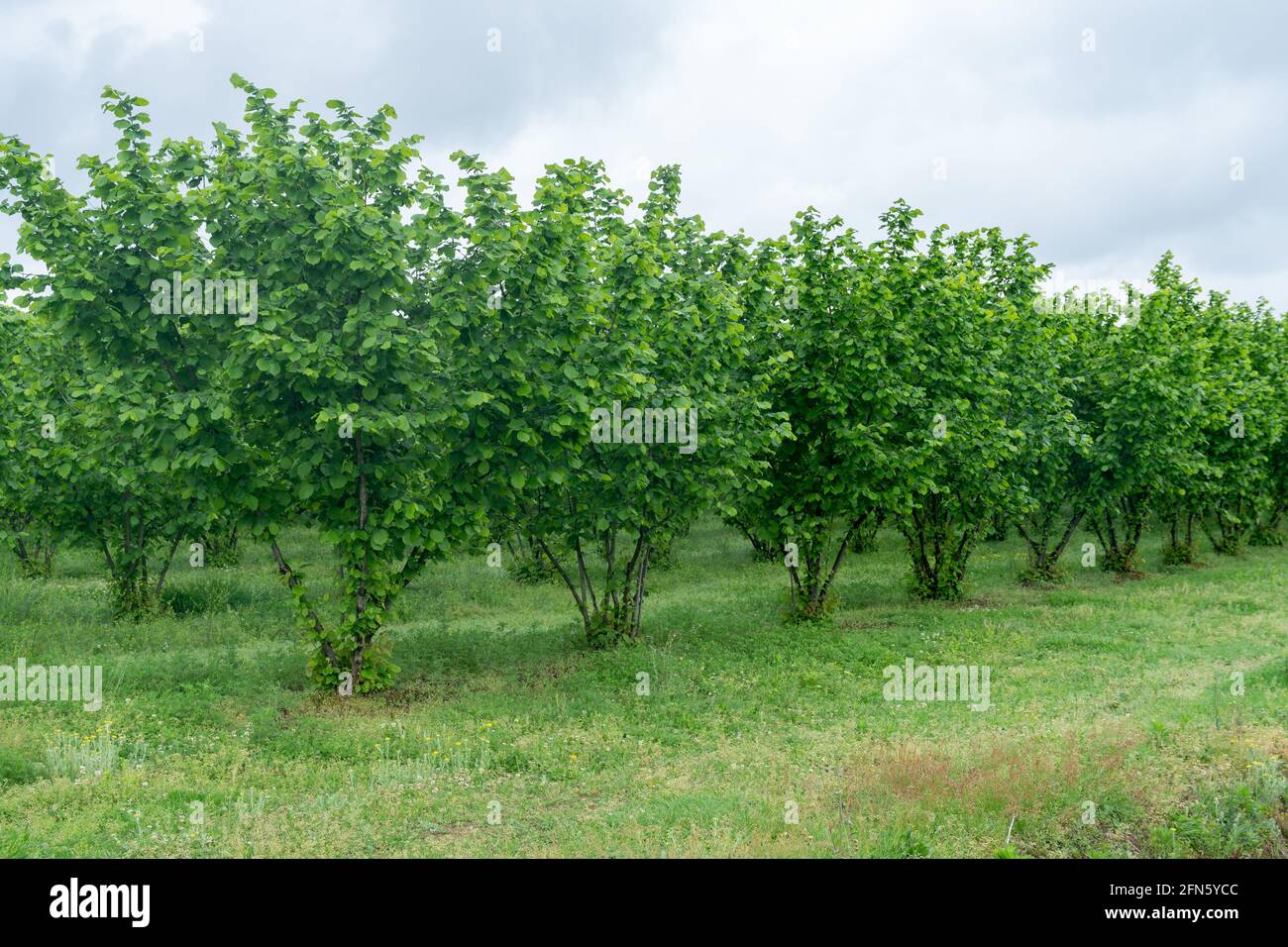 Rows of hazelnut plantation in Samegrelo region. Georgia. Agriculture ...