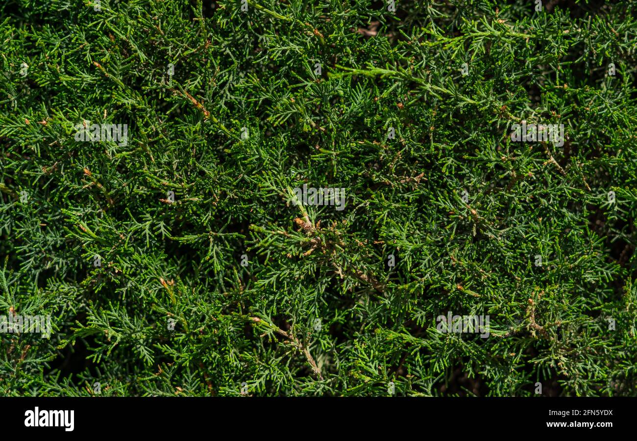 Light natural wood textures hi-res stock photography and images - Alamy