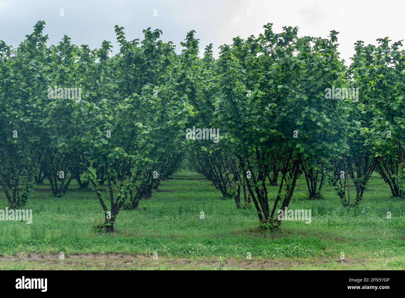 Rows of hazelnut plantation in Samegrelo region. Georgia. Agriculture ...