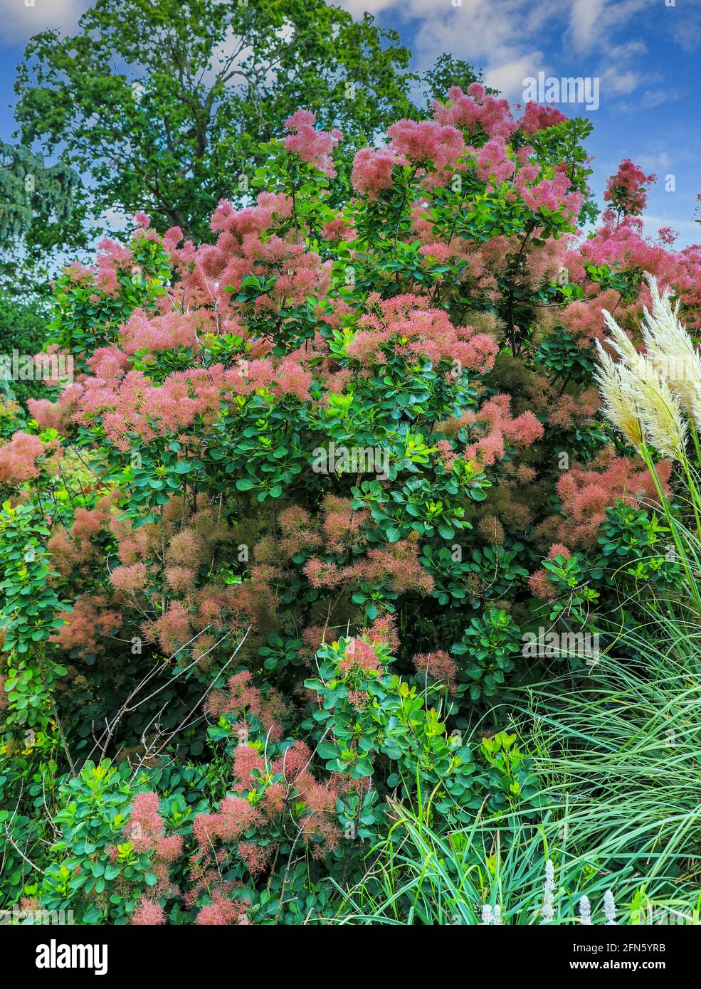 Smoke bush uk hi-res stock photography and images - Alamy