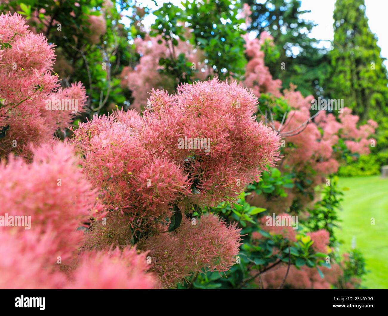Smoke bush uk hi-res stock photography and images - Alamy