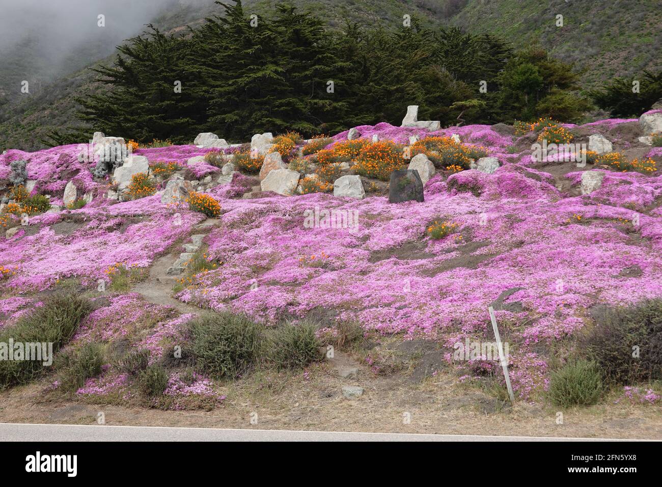 Wildflowers growing alongside highway one (Pacific coast highway ...