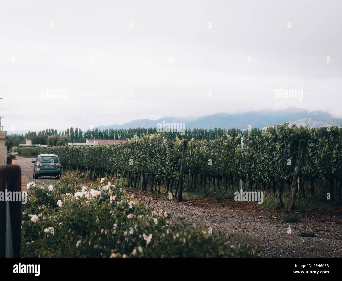car between roads and vineyards Stock Photo - Alamy