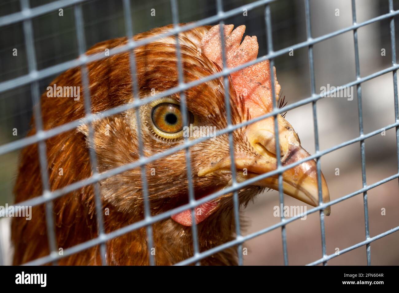 Chicken behind galvanized chicken wire Stock Photo - Alamy