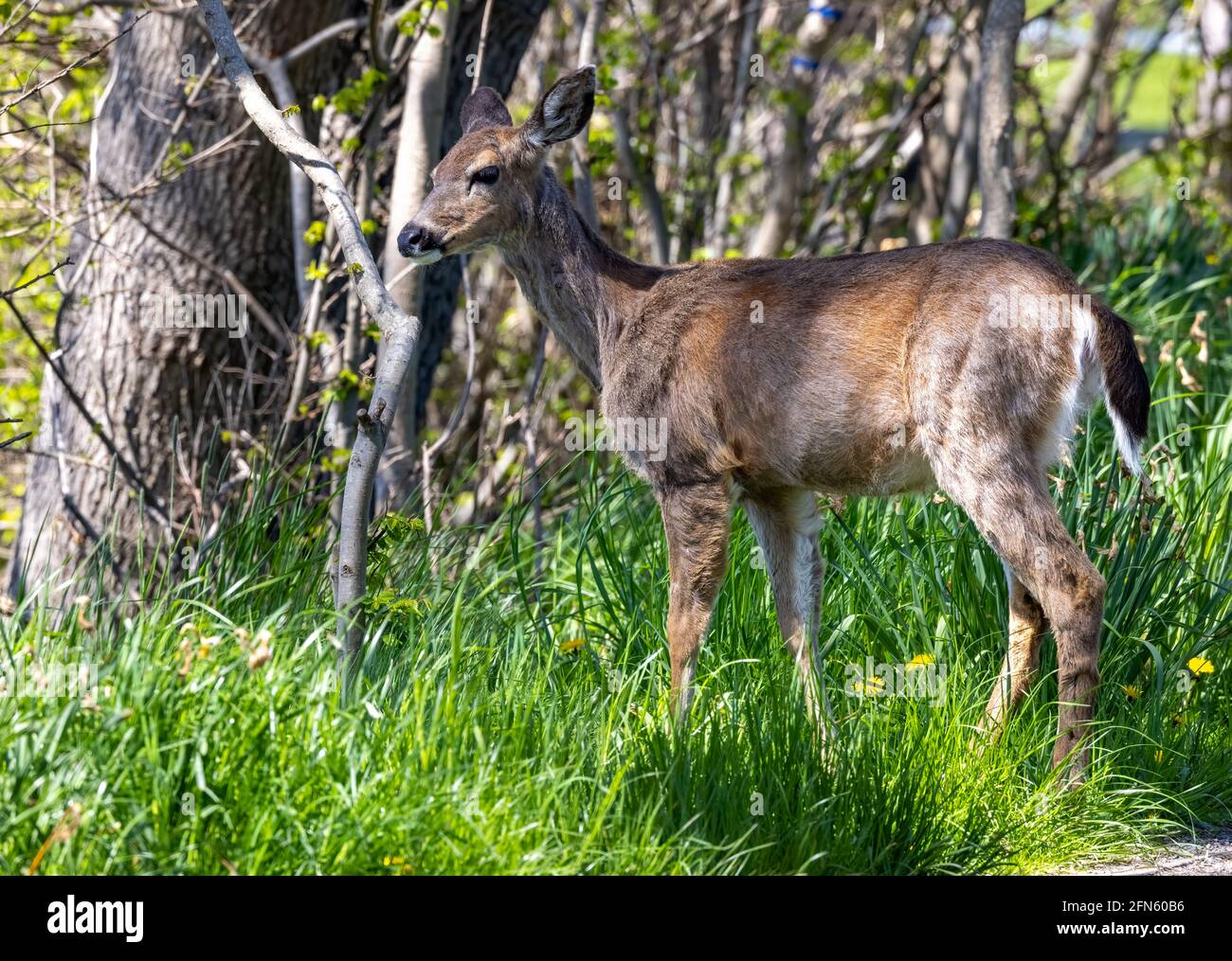 What to see and do in victoria bc hi-res stock photography and images ...