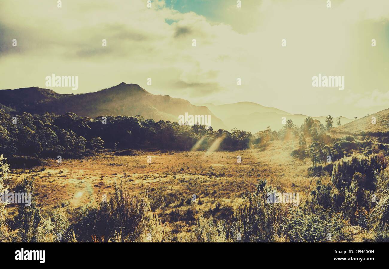 Typical Australian Bush Scene High Resolution Stock Photography and ...