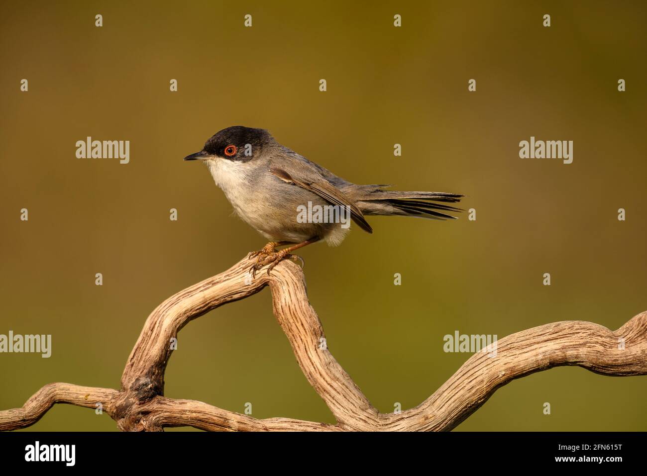 Curruca de bosque hi-res stock photography and images - Alamy