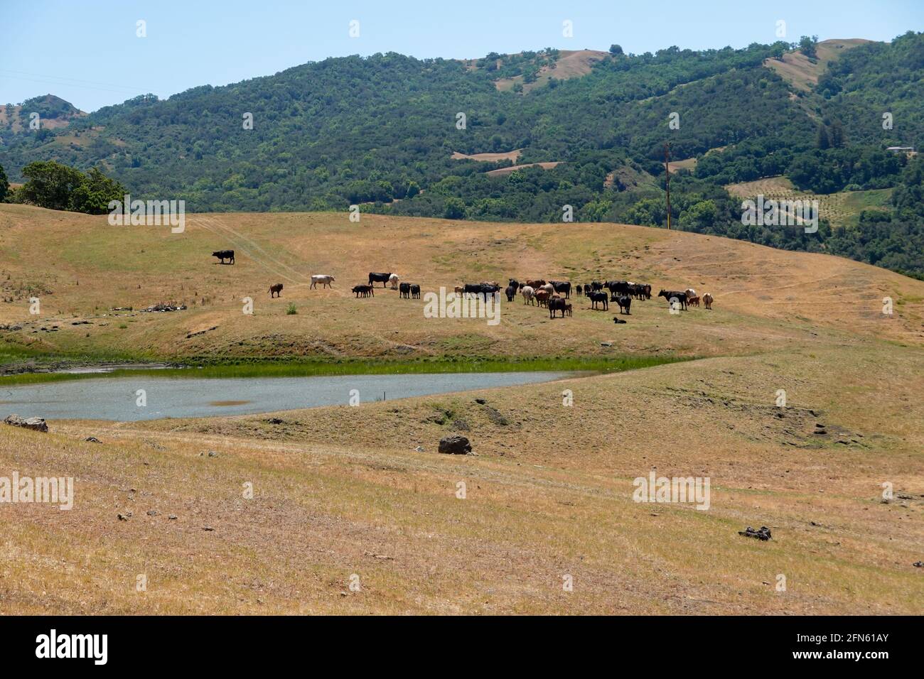 Cattle grazing on farmland pasture in the Santa Lucia mountains the ...