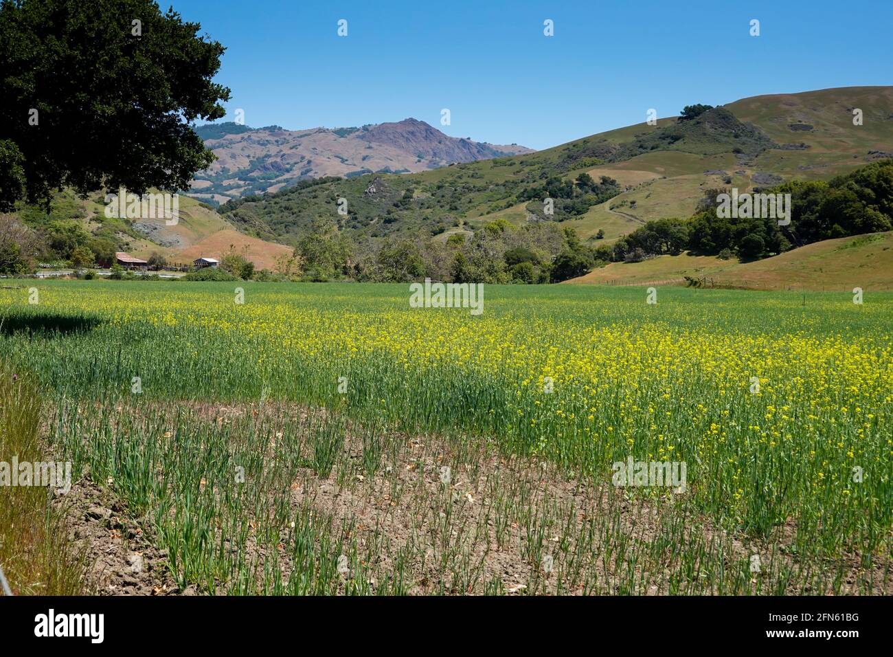 Farming santa lucia mountains hi-res stock photography and images - Alamy