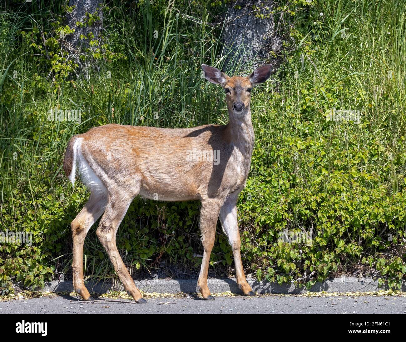 Wildlife in victoria bc hi-res stock photography and images - Alamy