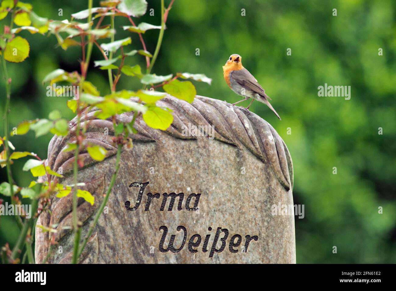 European robin (Erithacus rubecula) calling from old grave's tombstone ...