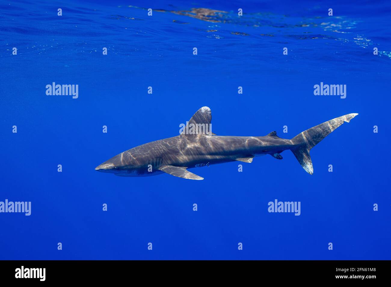 Shark pilot hi-res stock photography and images - Alamy