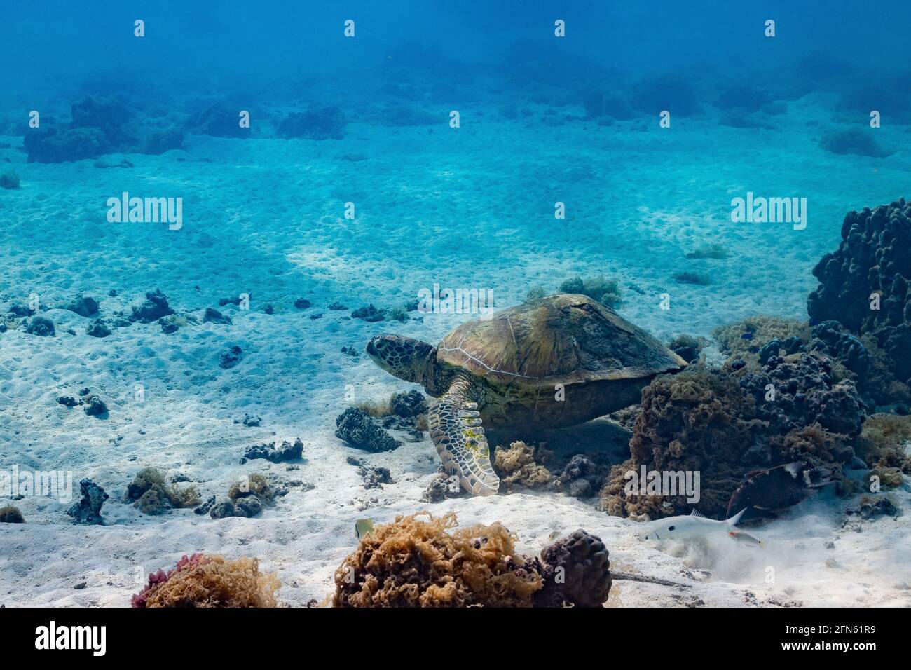 green turtle swimming in Moorea lagoon, French Polynesia Stock Photo ...