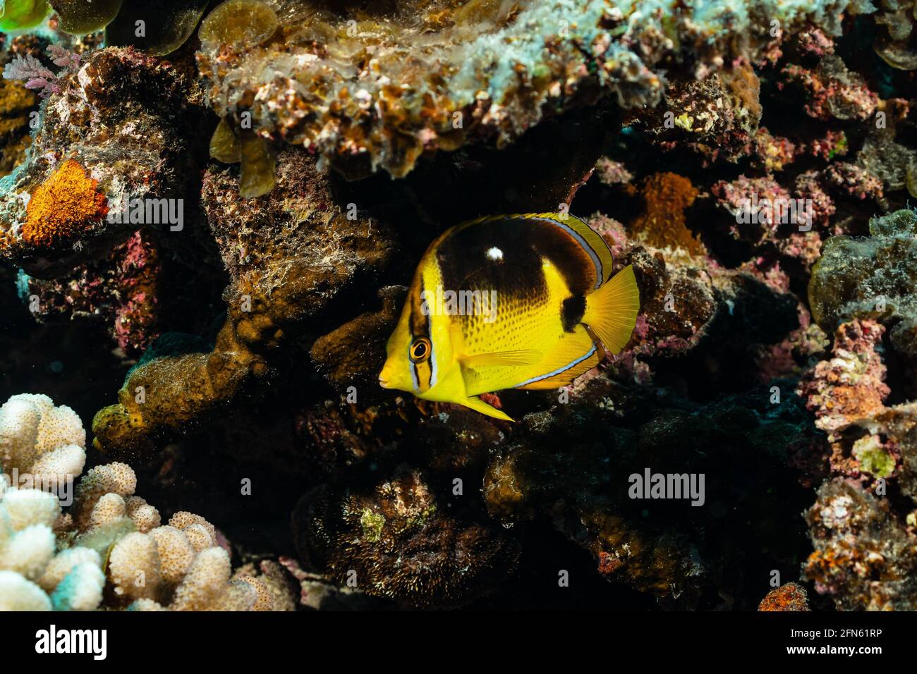 Tropical reef fish polynesia hi-res stock photography and images - Alamy