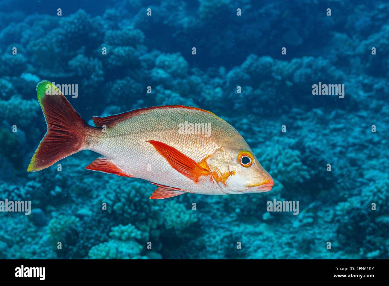 Tropical reef fish polynesia hi-res stock photography and images - Alamy