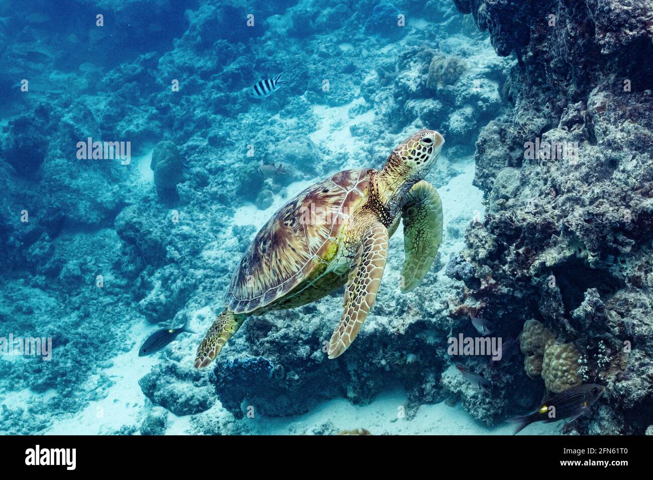 Tahiti sea turtle hi-res stock photography and images - Alamy