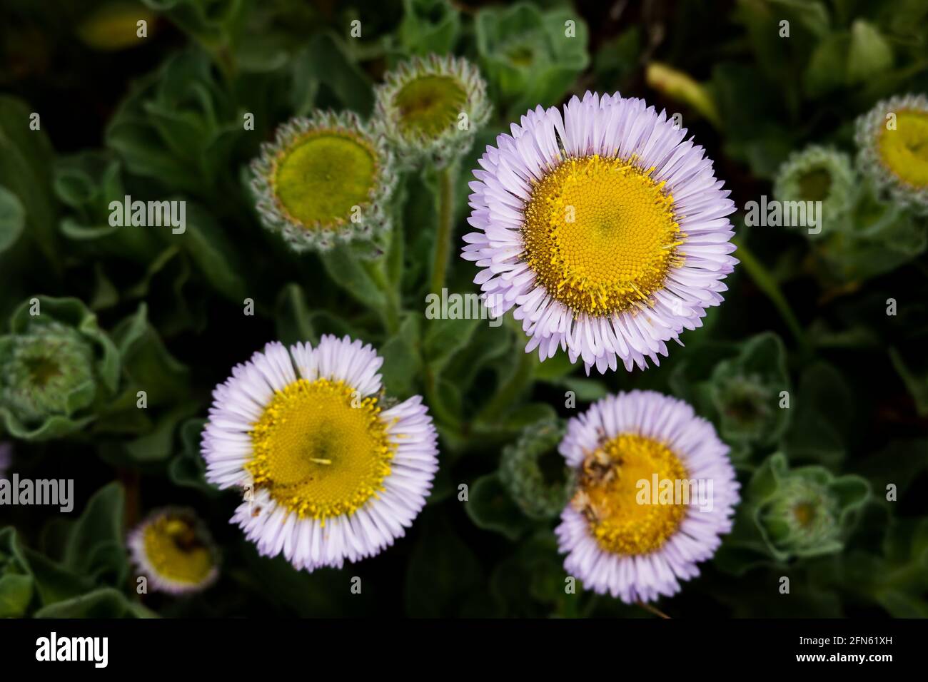 Seaside daisy hi-res stock photography and images - Alamy