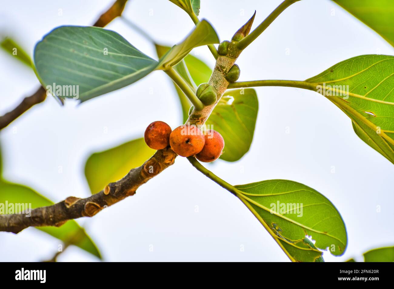 Australian banyan tree hi-res stock photography and images - Alamy