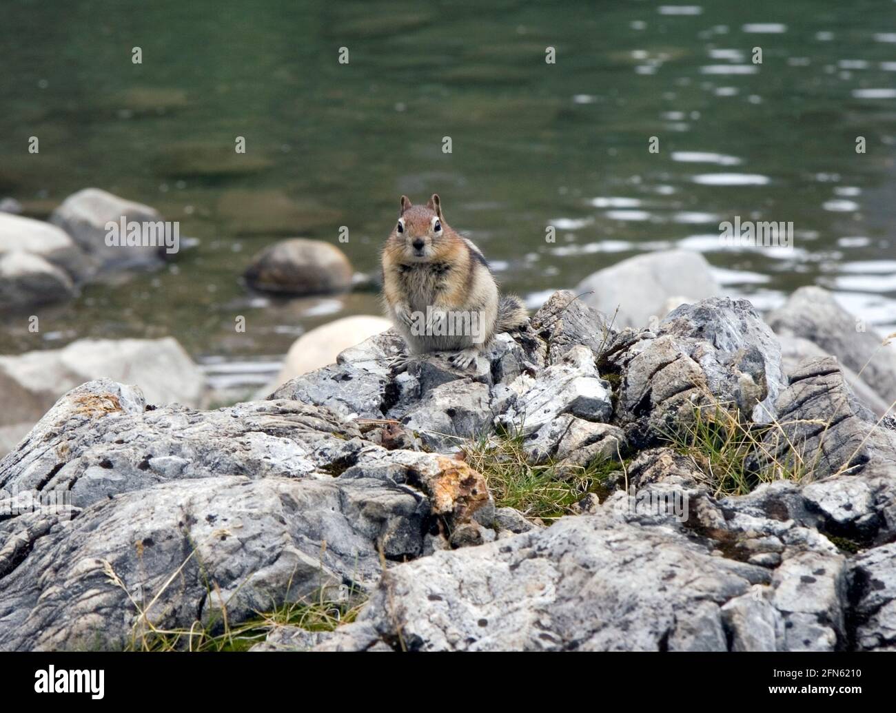 Golden-mantled ground squirrel on rocks near Lake Louise, Banff ...