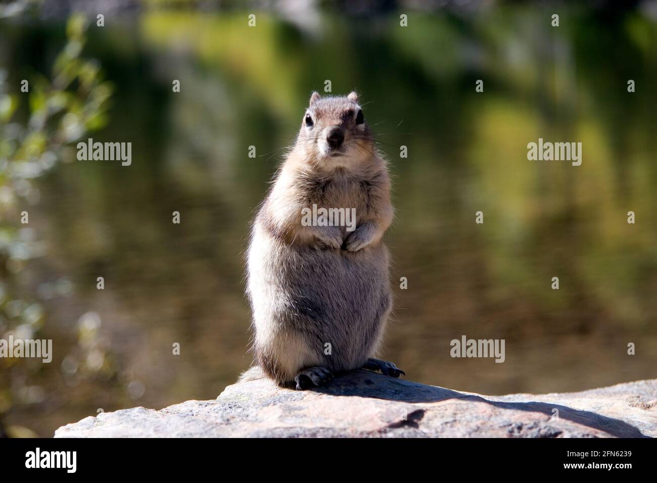 Golden-mantled ground squirrel on rocks near Lake Louise, Banff ...