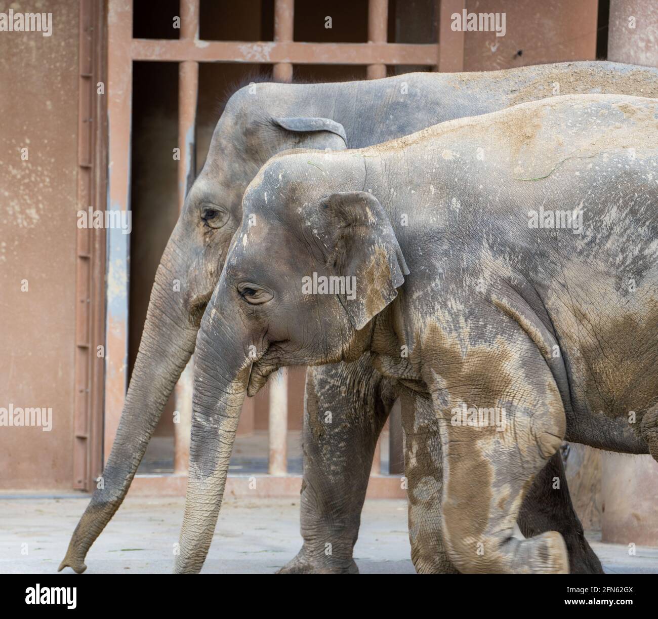 Captive elephants in zoo hi-res stock photography and images - Alamy