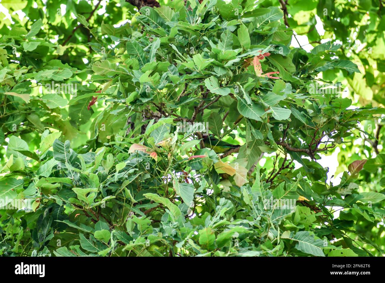 indian national tree Ficus benghalensis or Banyan fruit close view snap ...