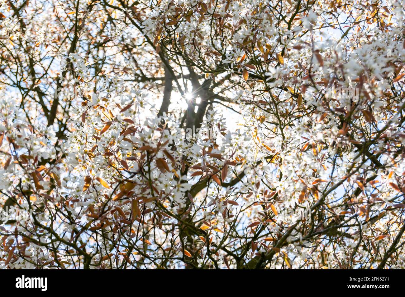 Allegheny serviceberry amelanchier laevis hi-res stock photography and ...