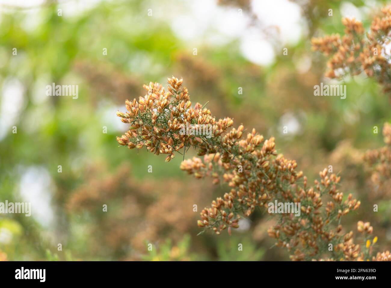 Flowering bush in the mountains of Italy. A very strange bush that ...