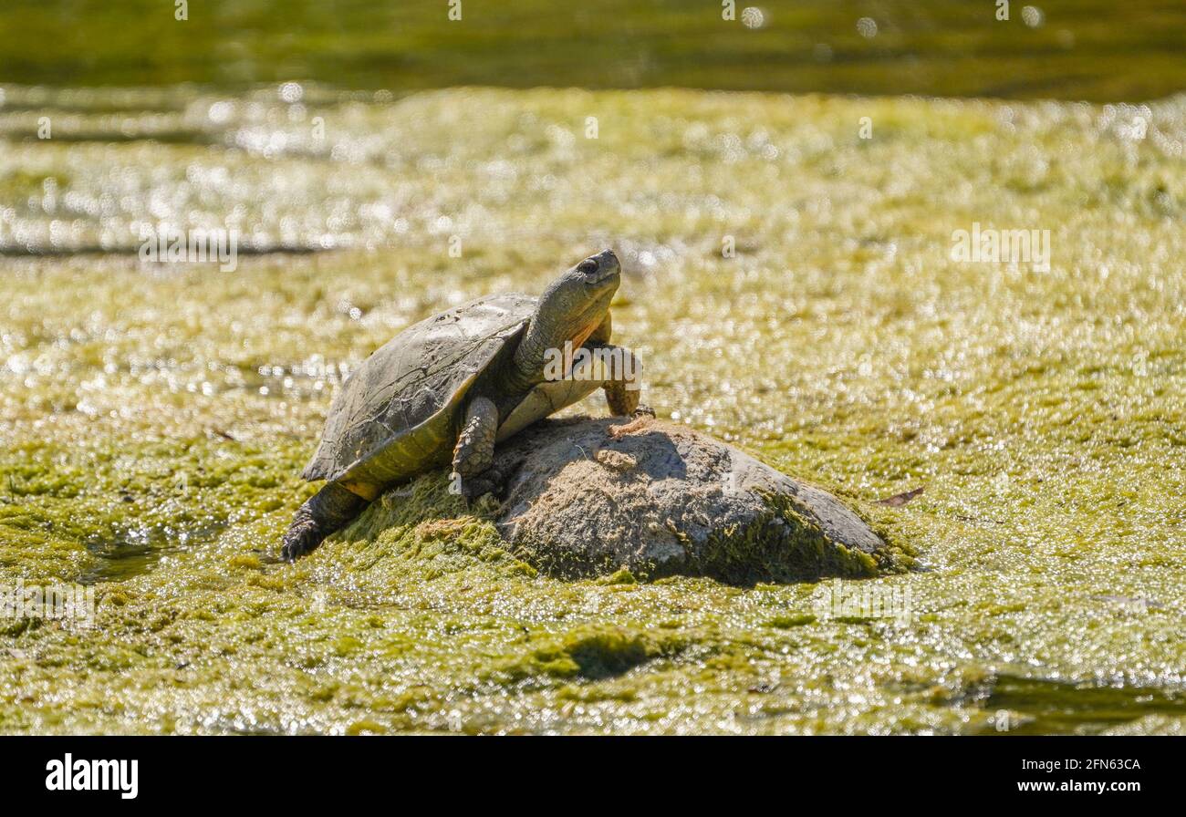 Basking terrapins hi-res stock photography and images - Alamy