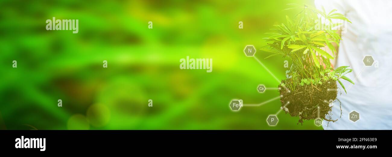 Panoramic banner seedling grown plant with help of fertilization and ...