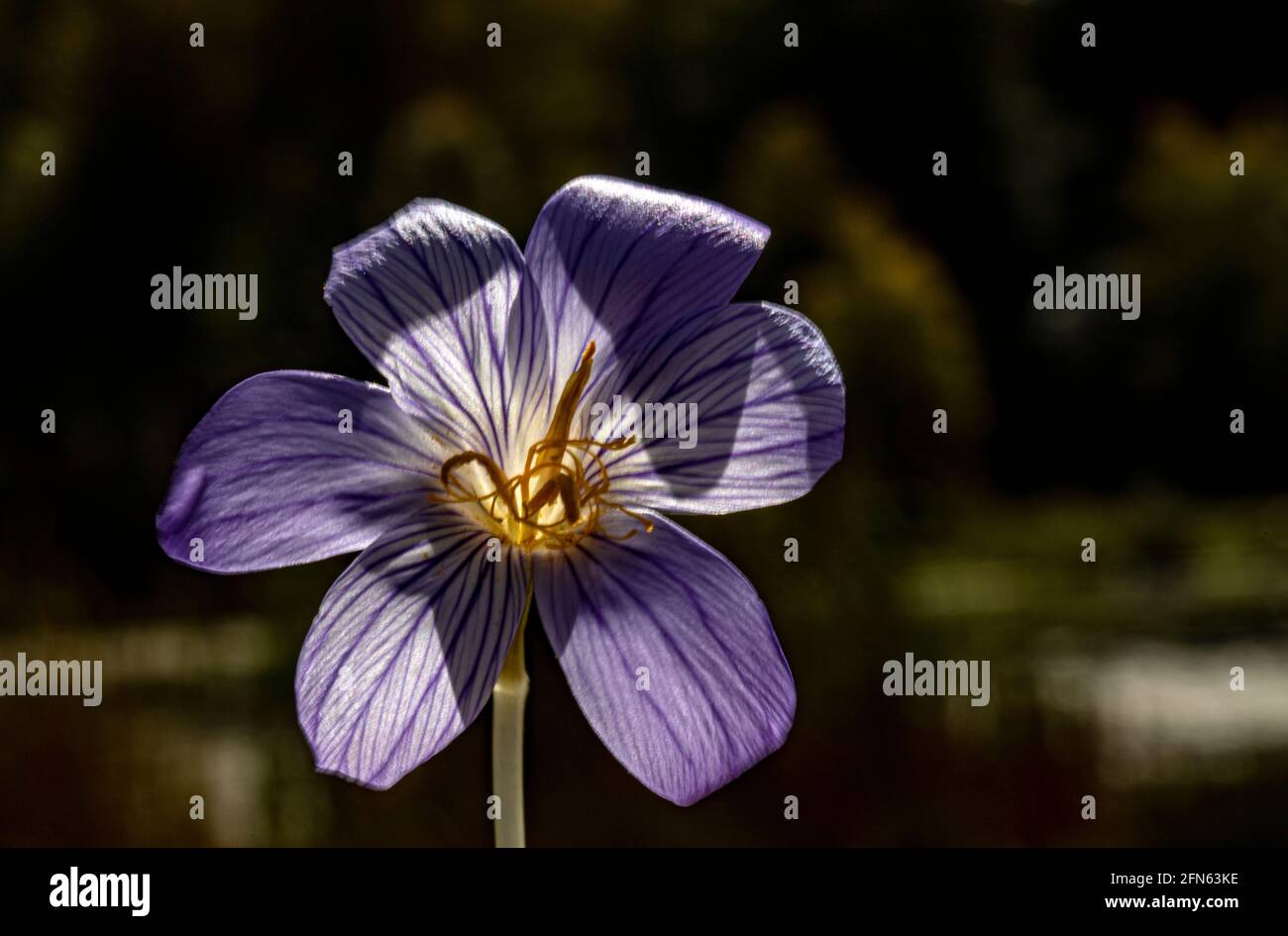 This close up photo of a lilac Crocus flower reflects an amazing ...