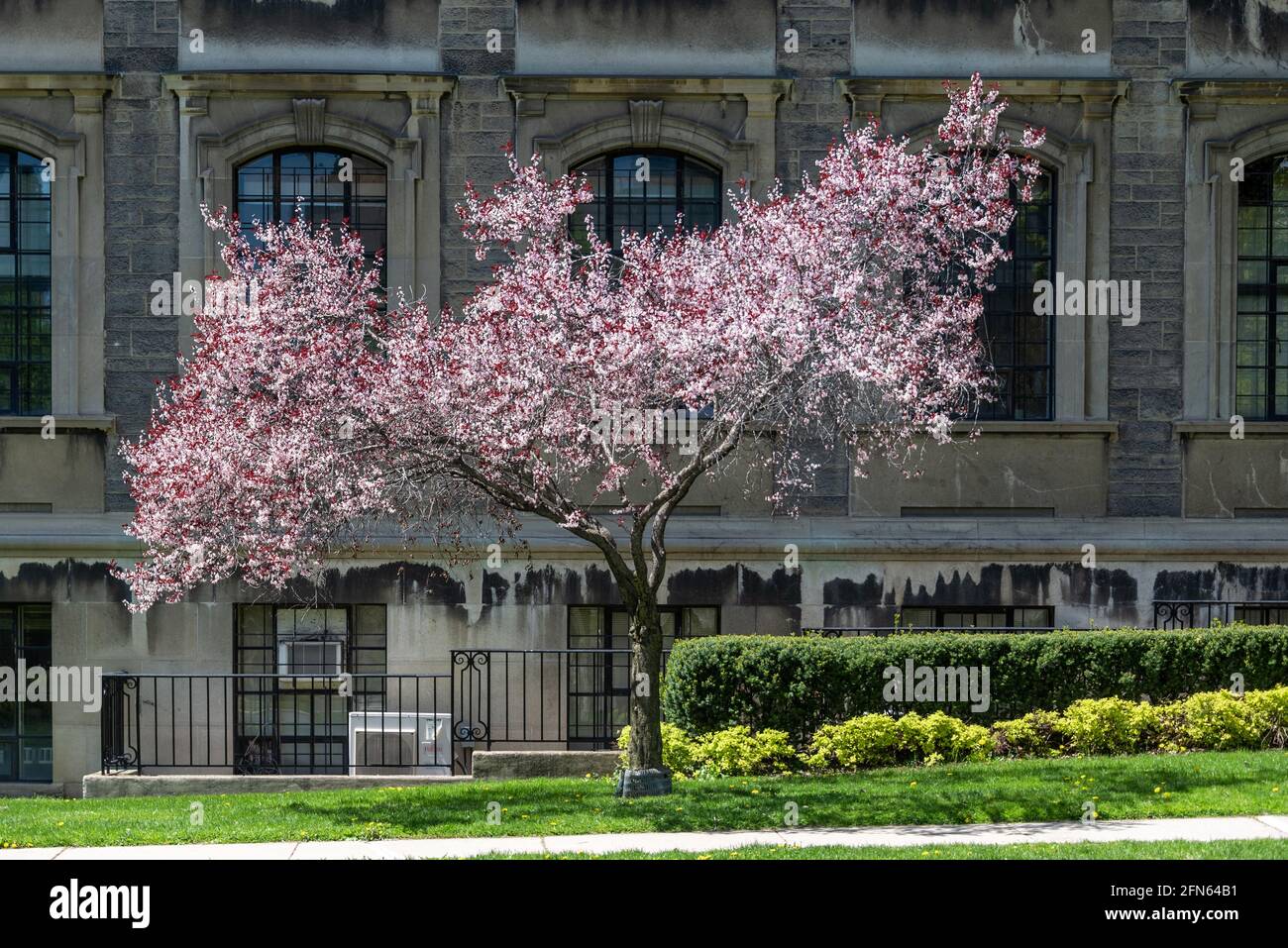 Toronto season hi-res stock photography and images - Alamy