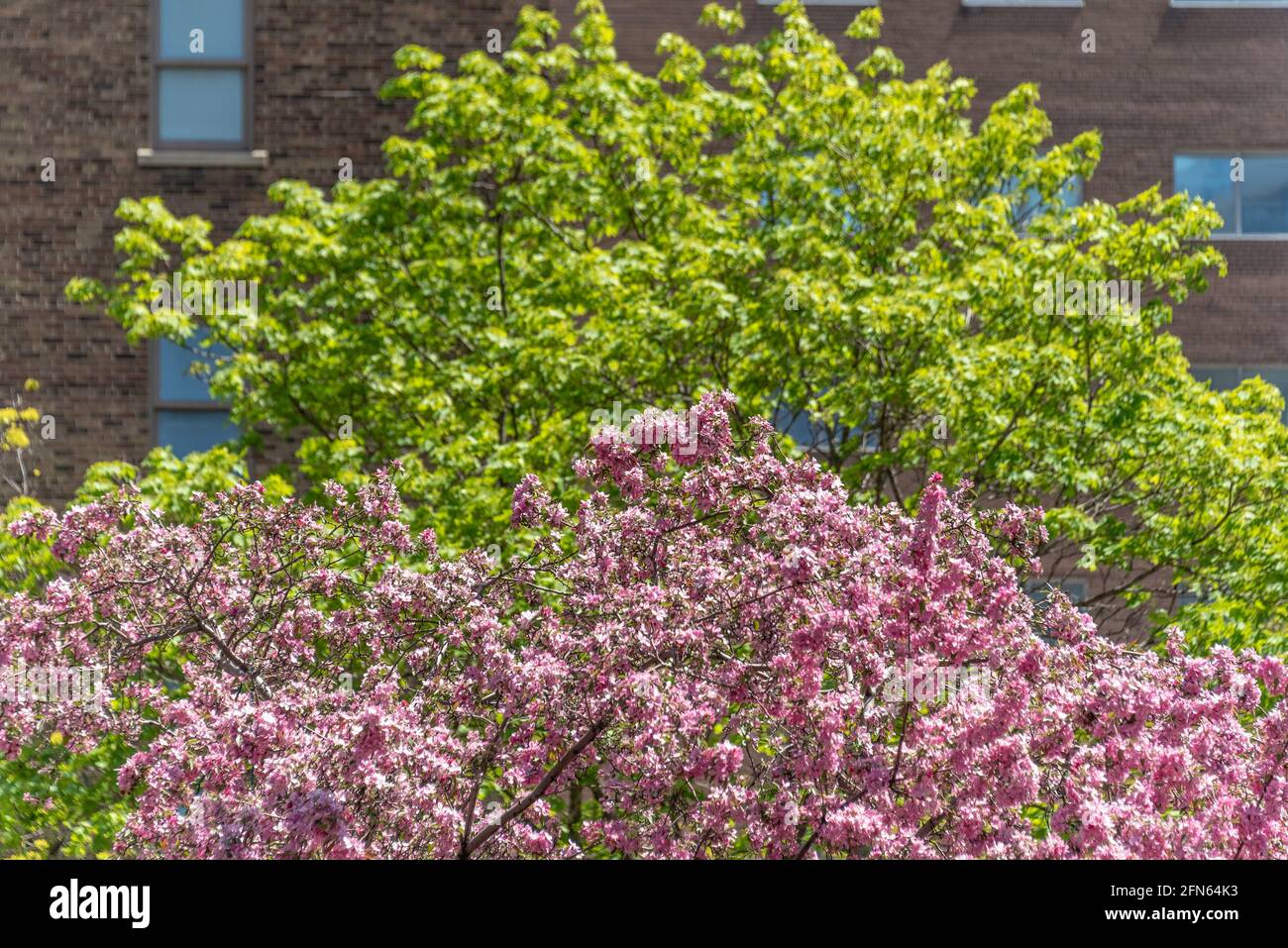 Green and pink contrast in trees in the University Avenue. Springtime ...