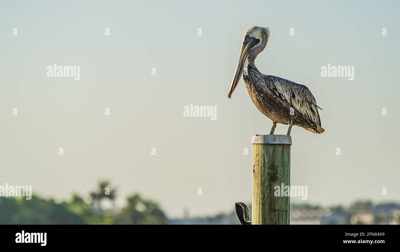 Pelican sitting hi-res stock photography and images - Alamy