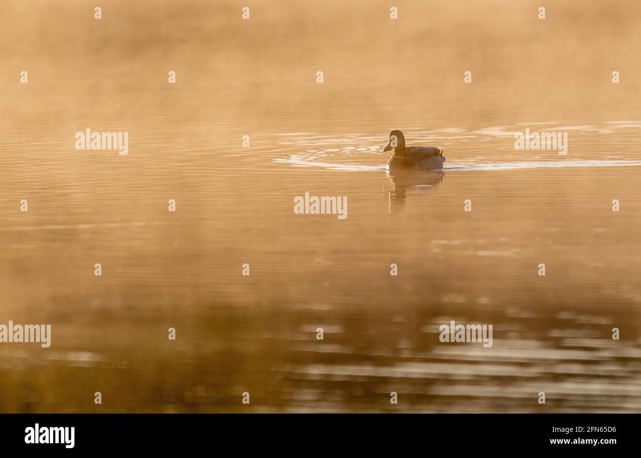 Scottish bird photography hi-res stock photography and images - Alamy