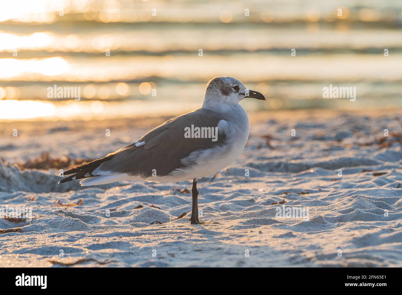 Laughing Gull on beach close up during sunset in profile Stock Photo ...