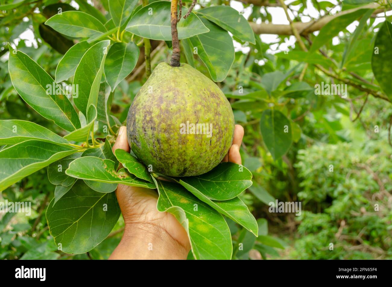 Hand touching fruit hi-res stock photography and images - Alamy