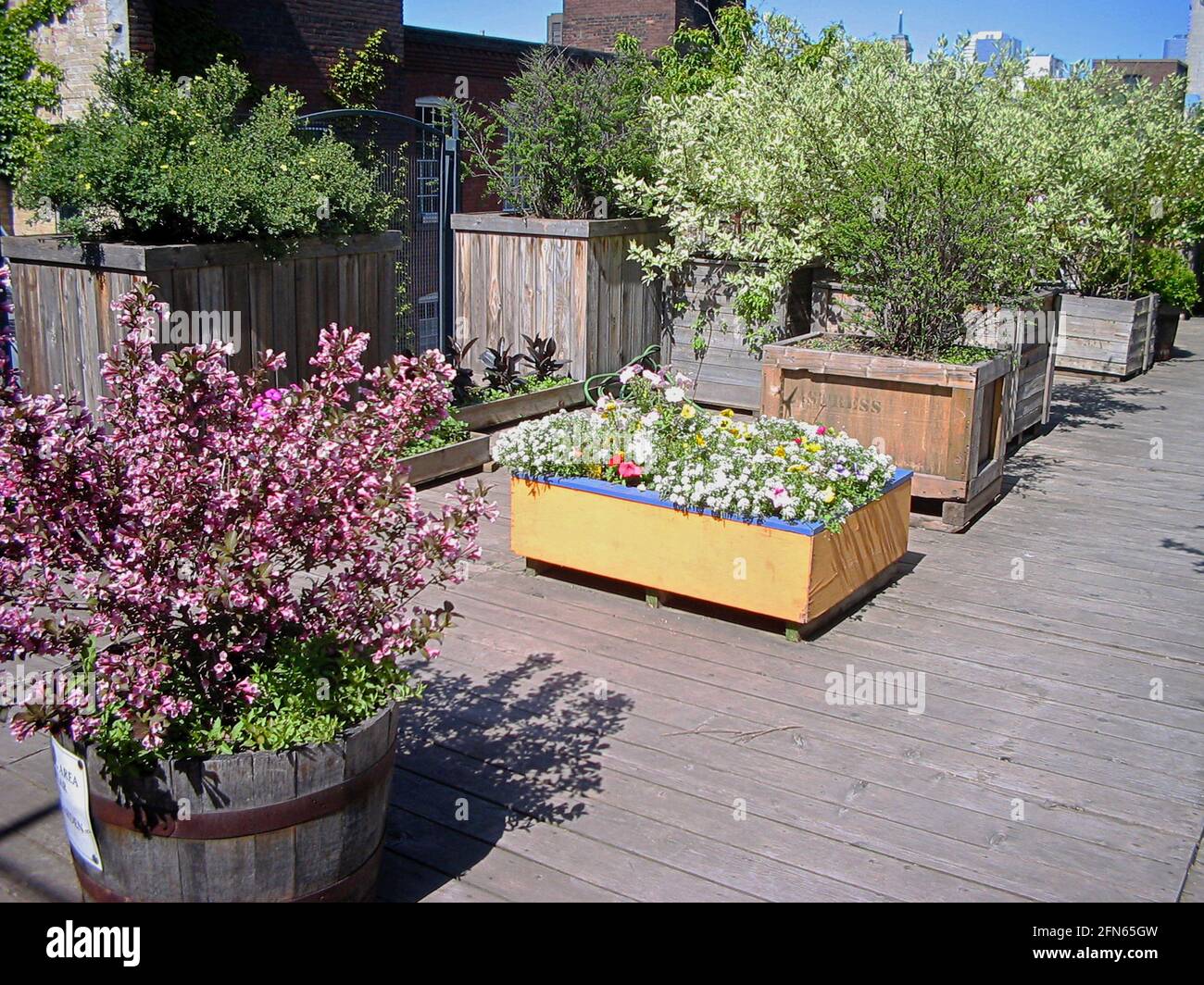 Rooftop gardens - Downtown urban growers use containers to grow plants ...