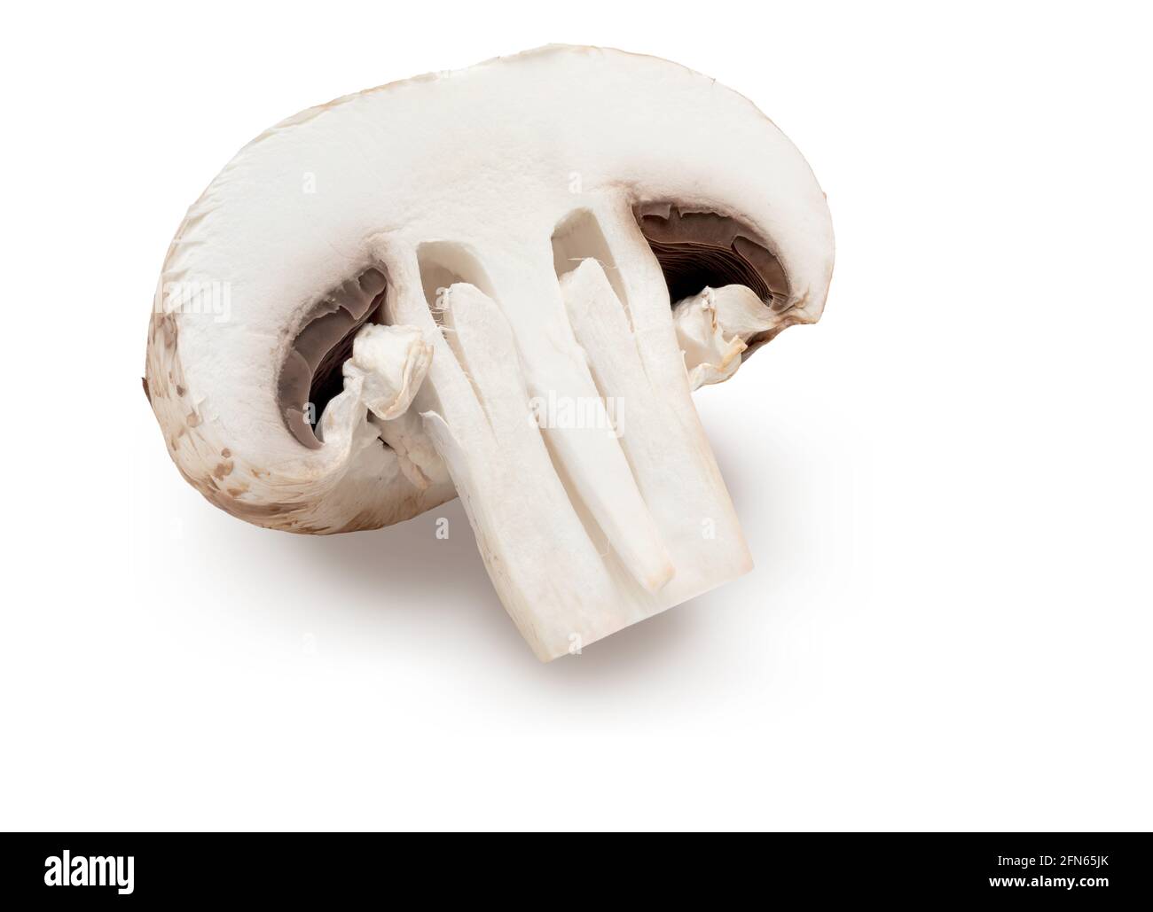 Halved mushroom (champignon, cut foot, Bisporus agaricus) and raw ...